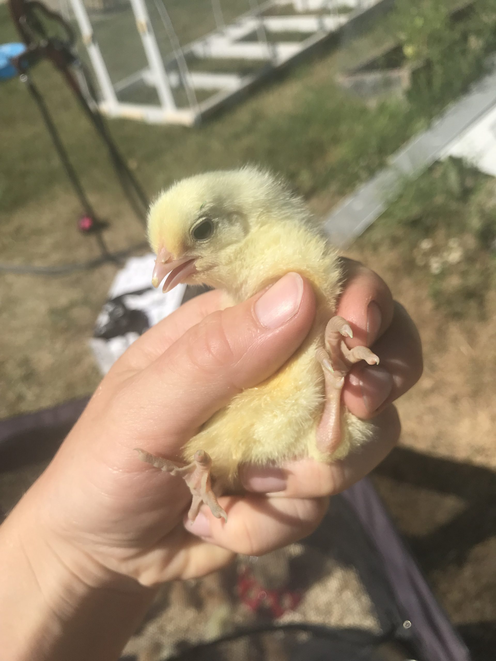 The Post Office Called, Our Baby Chicks are Here! - Steiger Family Farms